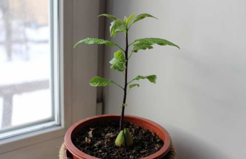 UZGOJITE SVOJE STABLO AVOKADA: Evo kako se to radi! - Dnevno.hr