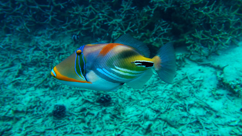 (FOTO) BIZARNO! Fotografija koja je izludila internet: Ima li ova riba ...