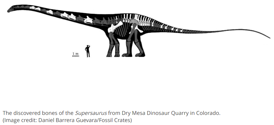 Supersaur je najveći poznati dinosaur! Nova analiza otkriva njegove ...