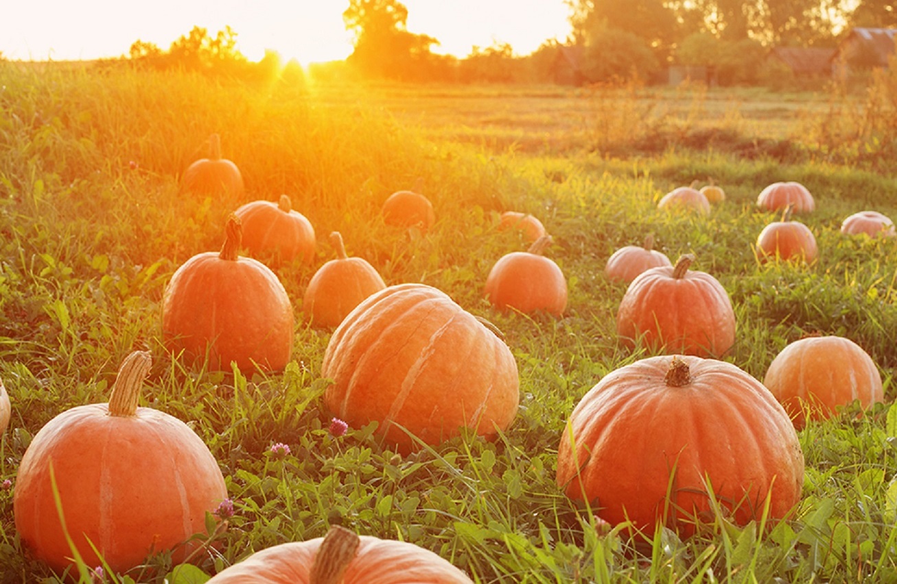 Višestruka korisnost bundeve! Iskoristite ovu jesensku biljku za ...