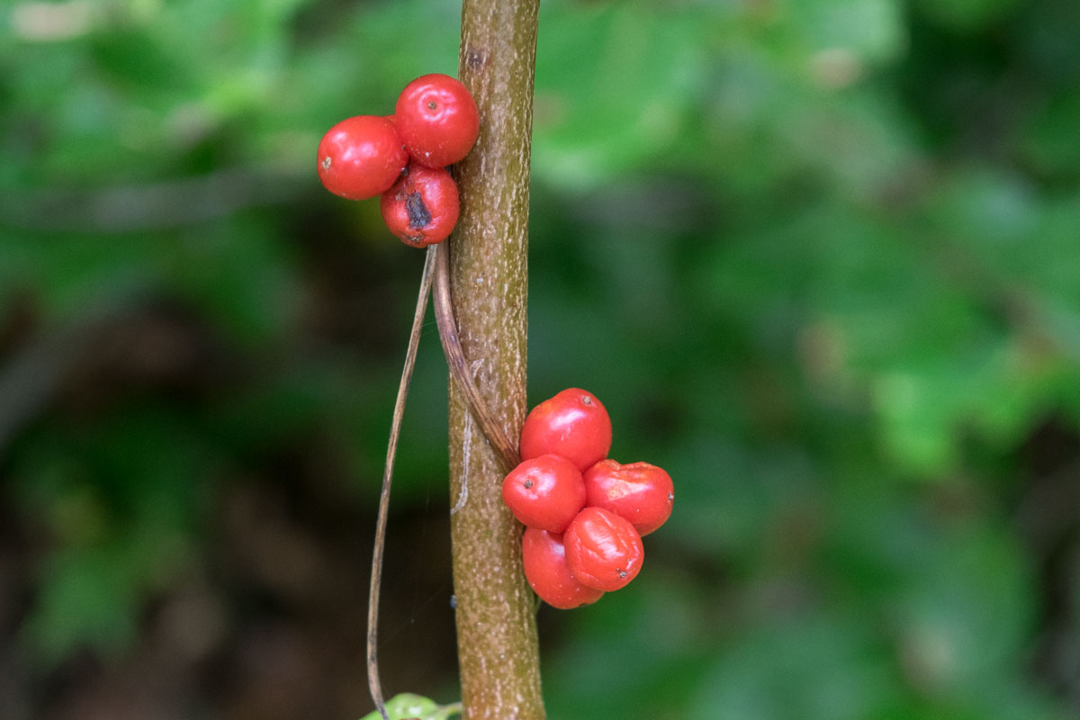 Narodna mast: Koriste ju za bolove u leđima, podljeve, modrice ...