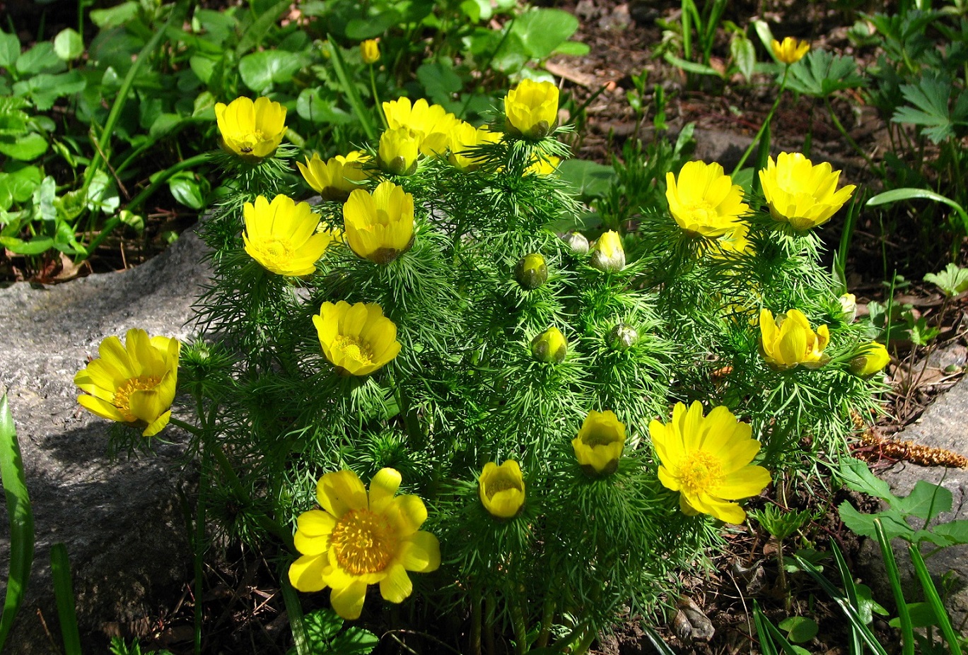 UPOZNAJTE PLANINSKI GOROCVIJET: Višegodišnja zeljasta trajnica jača ...
