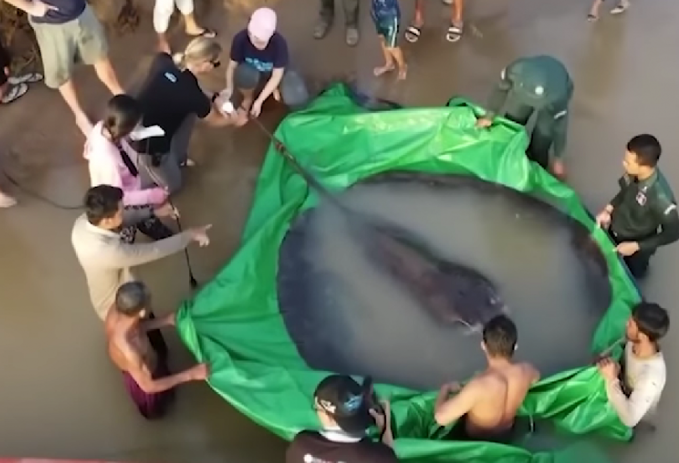 (VIDEO) APSOLUTNI REKORDER! U rijeci uhvaćena najveća slatkovodna riba ...