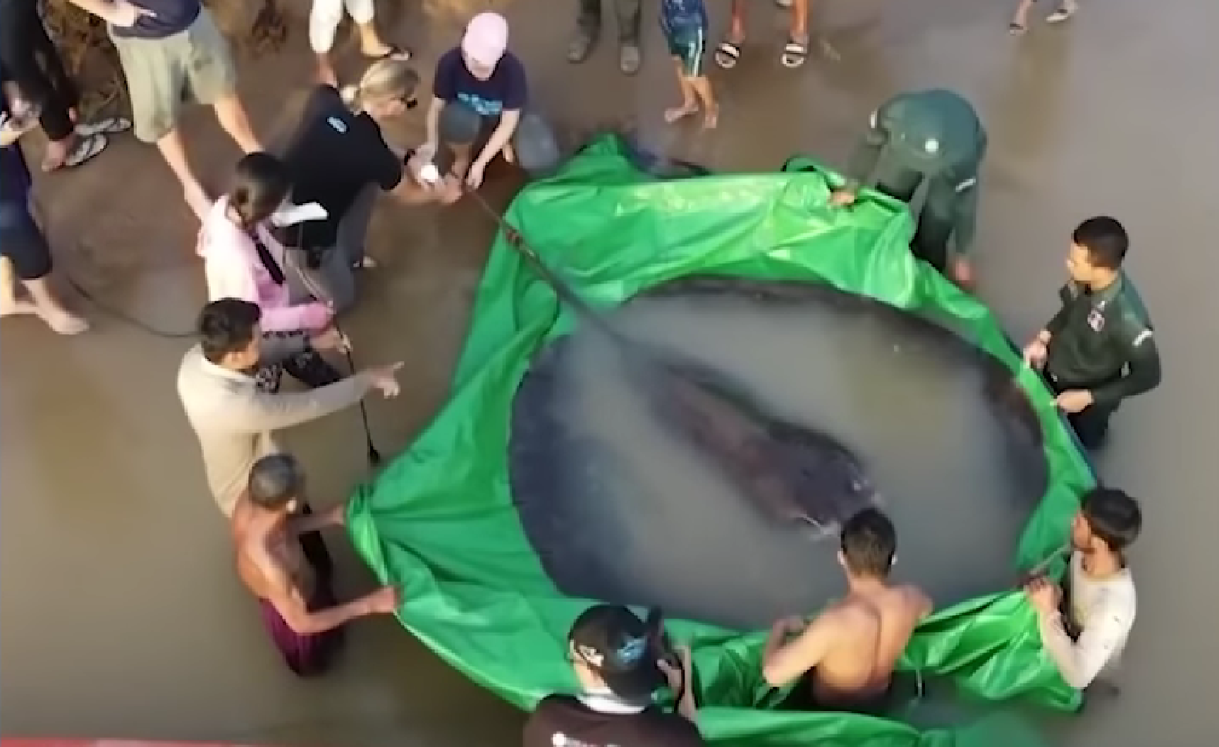 (VIDEO) APSOLUTNI REKORDER! U rijeci uhvaćena najveća slatkovodna riba ...