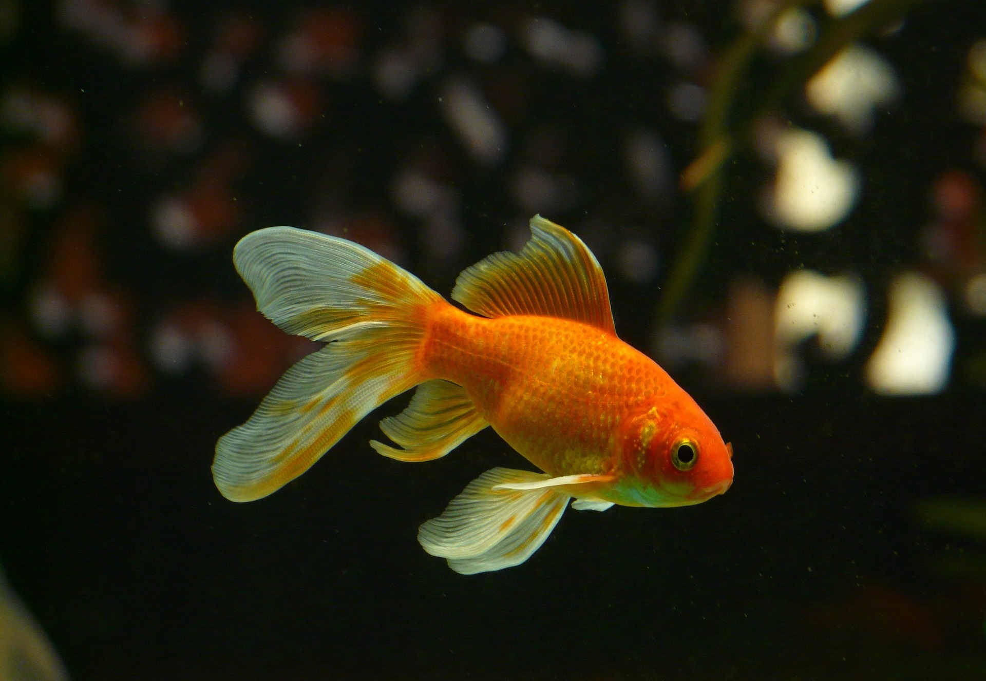 (VIDEO) ZLATNA RIBICA OD 30 KILOGRAMA: Snimka ulova ovog ribiča začas ...