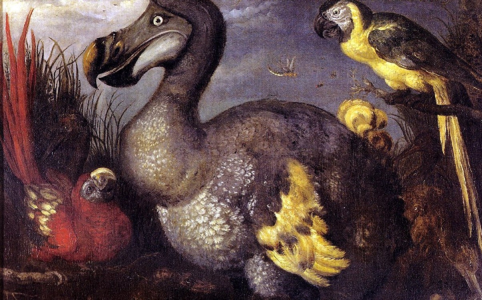 'DODO SE VRAĆA KUĆI' Teksaška tvrtka pokušat će oživiti davno izumrlu ...