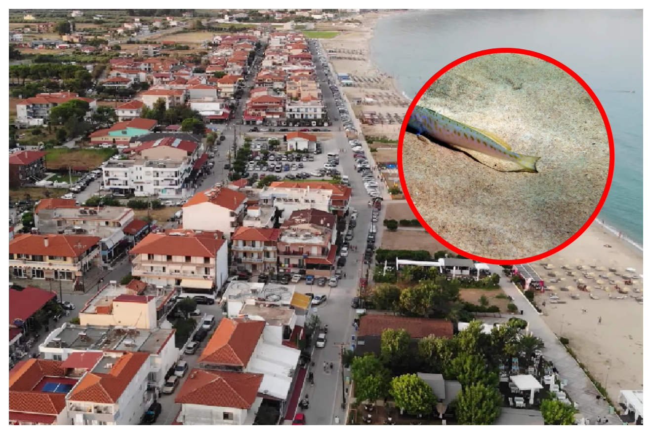 Srbina na ljetovanju ubola jedna od najotrovnijih riba: Živi i u Jadranskom moru