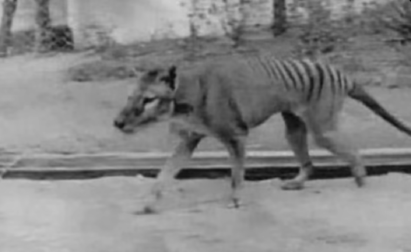 Davno izumrla životinja vraća se u život? Prvi put u povijesti izvučen ...