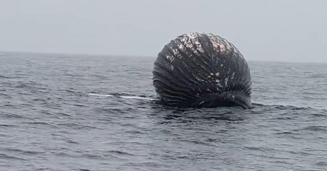 Morski vuk ostao u šoku nakon ovog prizora: 'Ribar sam 27 godina, ali ovo nisam vidio' - Dnevno.hr