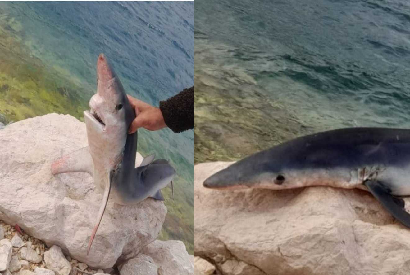 U Jadranu ulovljena zanimljiva vrsta morskog pas: U nekim slučajevima mogu biti opasni za ljude ...