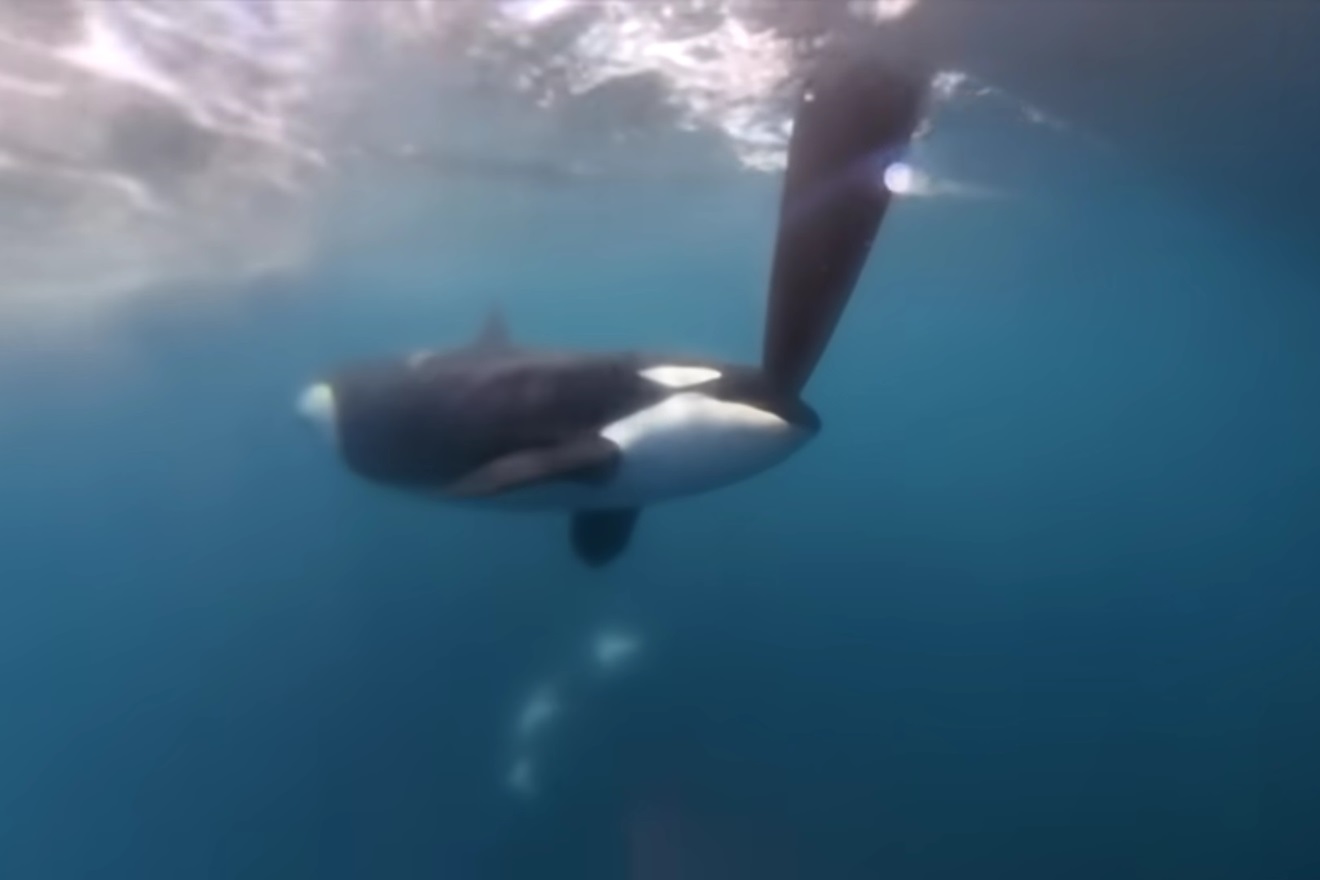 Napokon znamo zašto kitovi ubojice sve češće napadaju brodove: Razlog ...