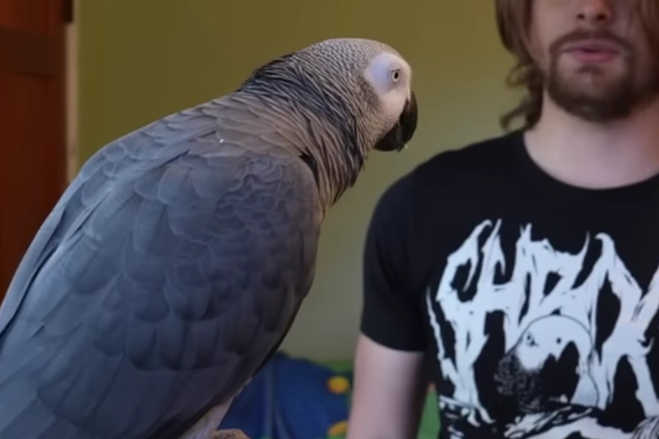 Pogledajte zašto je najpametnija papiga na svijetu ušla u Guinnessovu knjigu rekorda - Dnevno.hr
